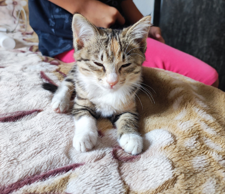 Бесплатно: котенок девочка