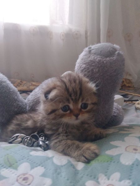 Котята от правильной вязки