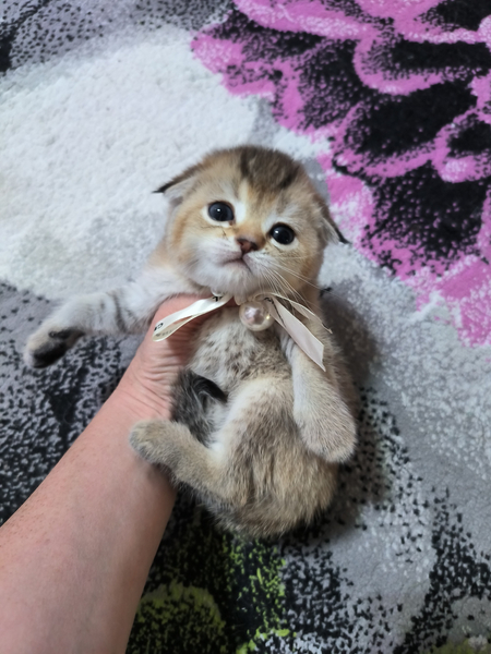 Котята от правильной вязки