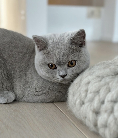 Британские котята