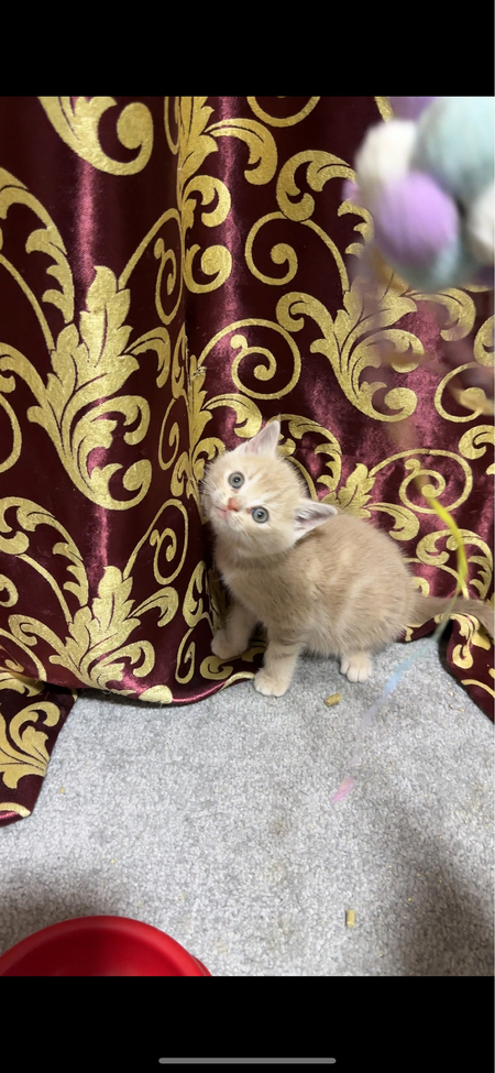 Скотиш страйт девочка