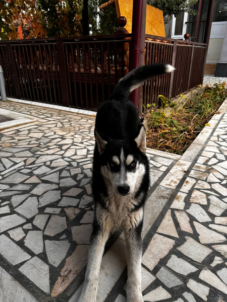 Xaski iyt satiladi