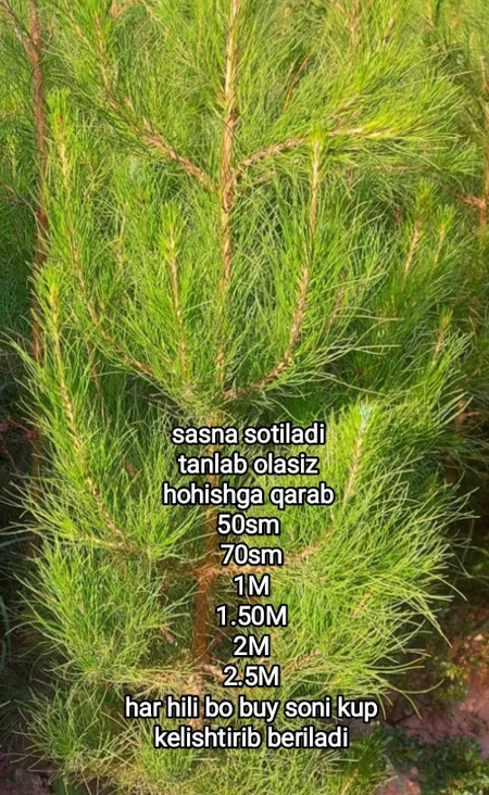 Sasna kuchat sotiladi