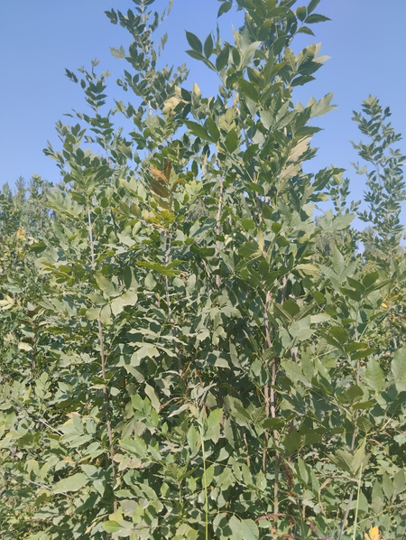 Manzarali koʻchat yasin