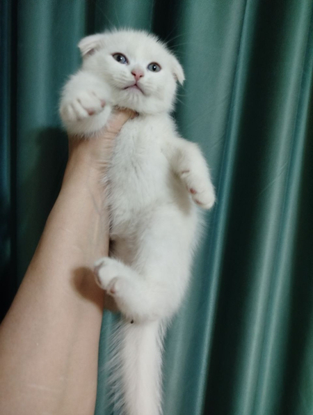 Продаются шотландские котята