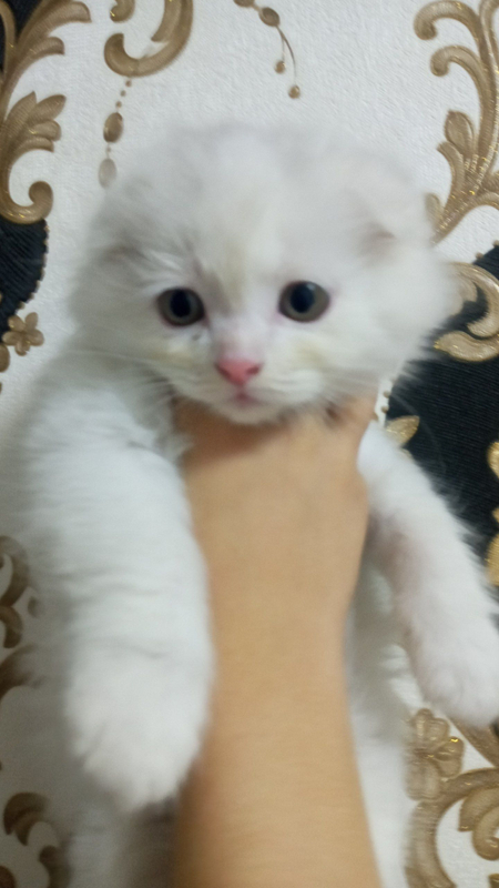 Продается котёнок