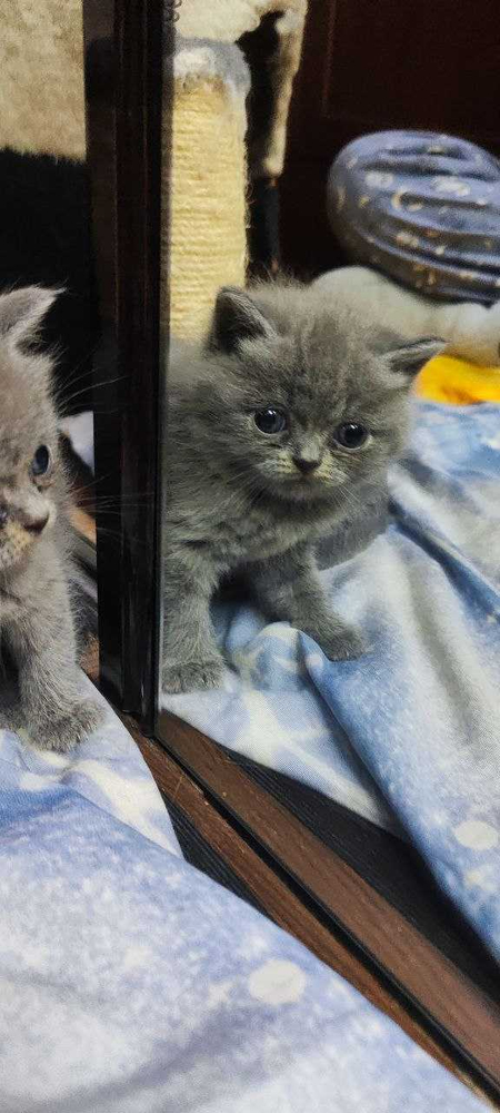 СРОЧНО! Продаются котята Скоттиш Фолд и Скоттиш Страйт!