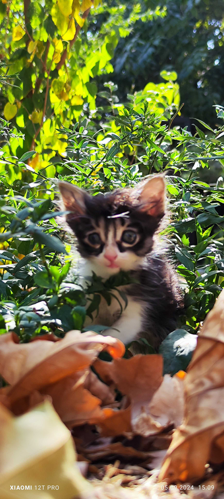 Котёнок, девочка, 1,5 месяца