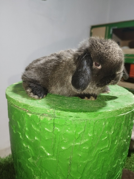 Padarichni karlik quyonchala