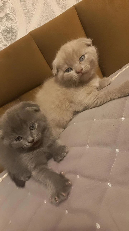 Продам котят фолды