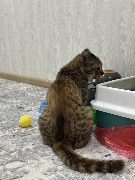 Кошка,5-6 месяцев. Привитая и здоровая.без породы