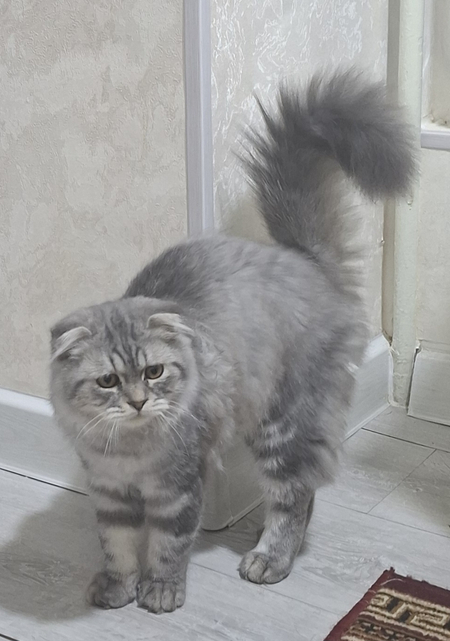 Срочно продам котенка шотландский вислоухий