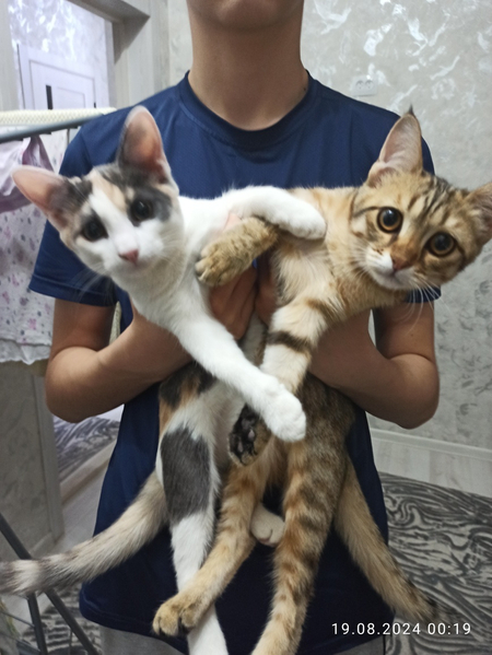 Кошки отдаем в добрые руки
