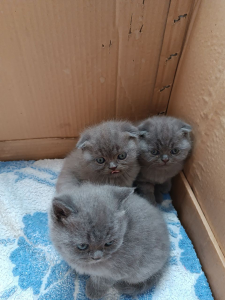 Продаются котята скоттиш-фод и скоттиш -страйт.