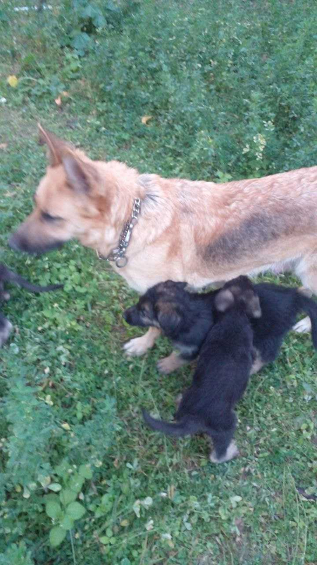 продаются щенки немецкой овчарки