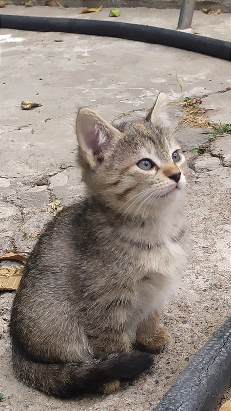 Котёнок, девочка, Чирчик.