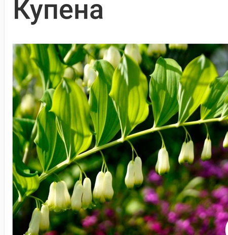 Продаю  барвинок и другие садовые цветы