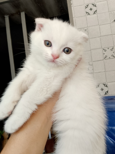 Котёнок,девочка, породистая