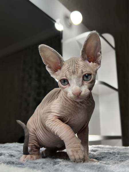 Котёнок сфинкс