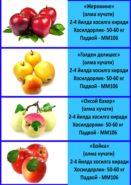 Mevali koʻchatlar