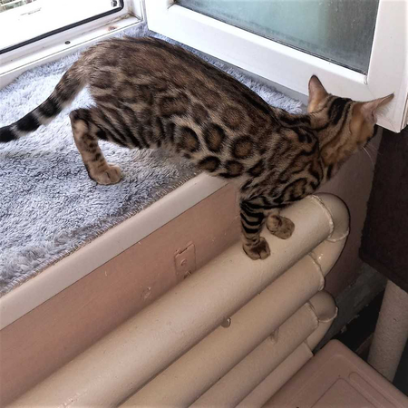 Бенгальский котёнок
