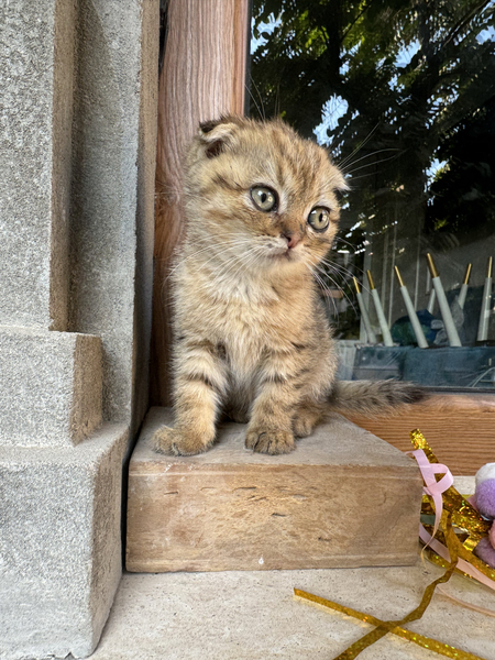 Котята мушукча