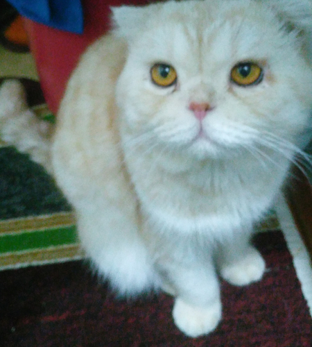 Кот скоттиш фолд, родословный,  ищет подругу для вязки