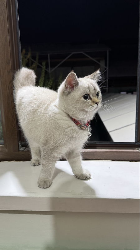 Скоттиш страйт 4 ойли