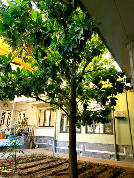 Magnoliya daraxti sotiladi