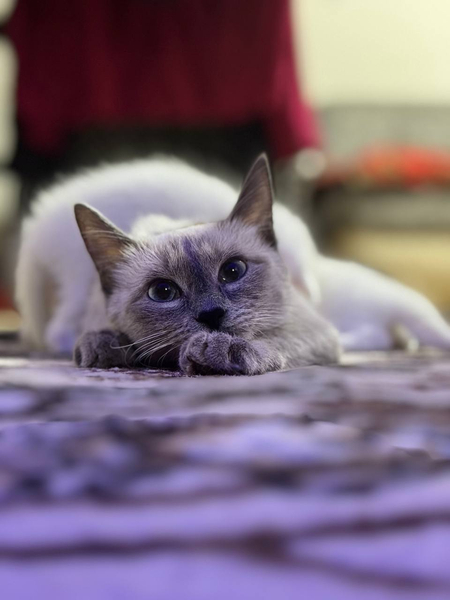 Сиамская кошка 9 месяцев