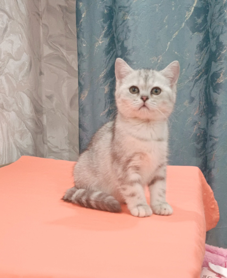 Шотландская девочка