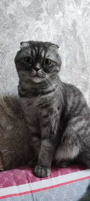 Шотландские вислоухие котята