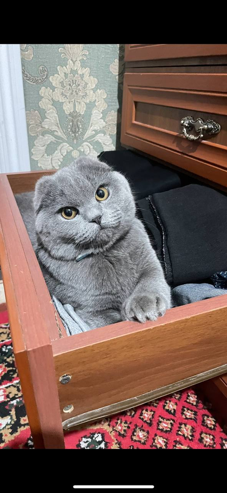 Кот Британский.скотиш фолд