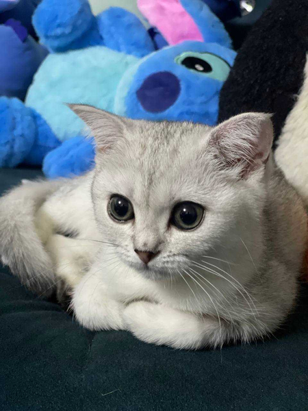 Котёнок,Серебристая шиншилла