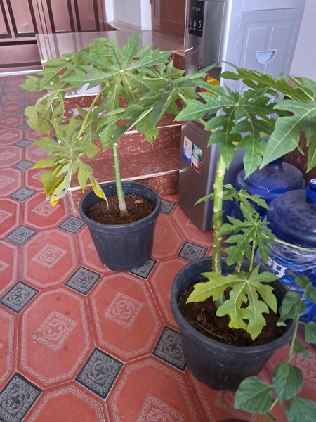 Papaya gul o'simliklari tayyor parvarishlangan dorilangan