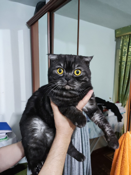 Котёнок породистый