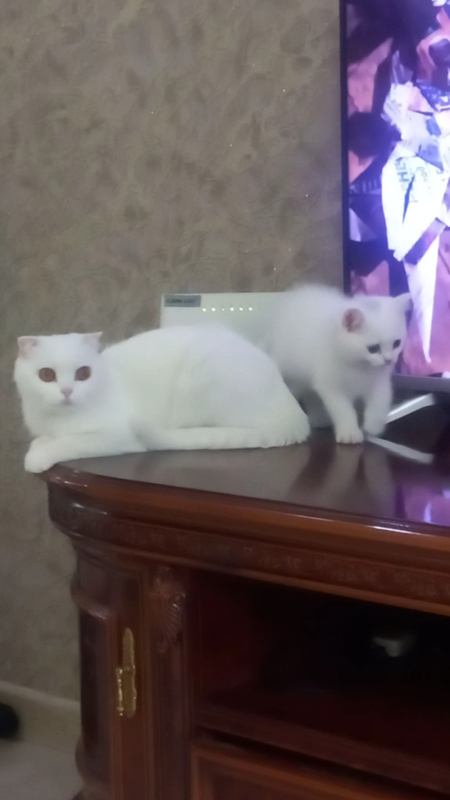 Продам кошечка 2 месеца