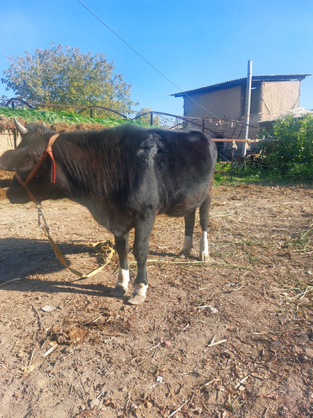 Qora mol sotiladi