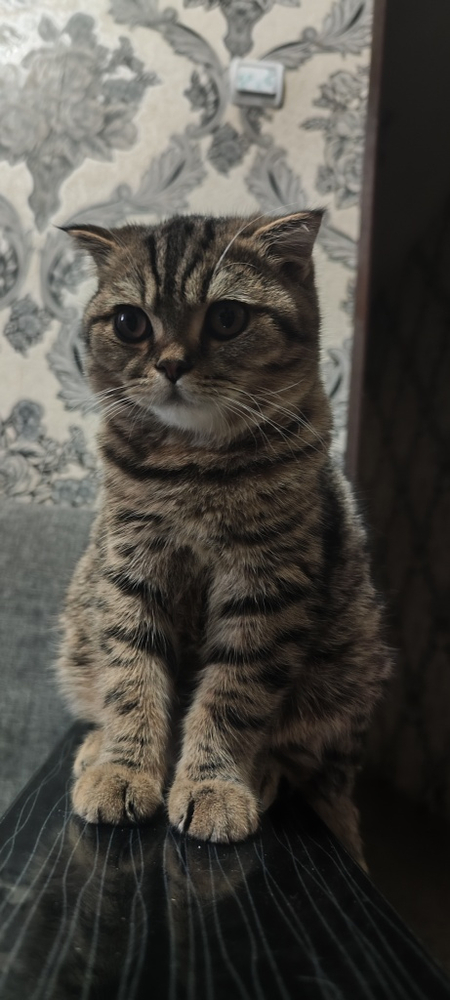 Шотландский котенок мальчик