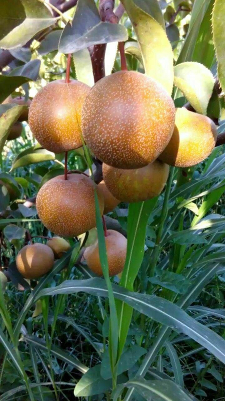 Gilos shoftoli Nok Avatar qoroli behi yongʻoq behi oʻrik Anor shpanka