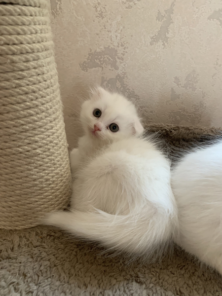 Котята скоттиш фолд и скоттиш страйт