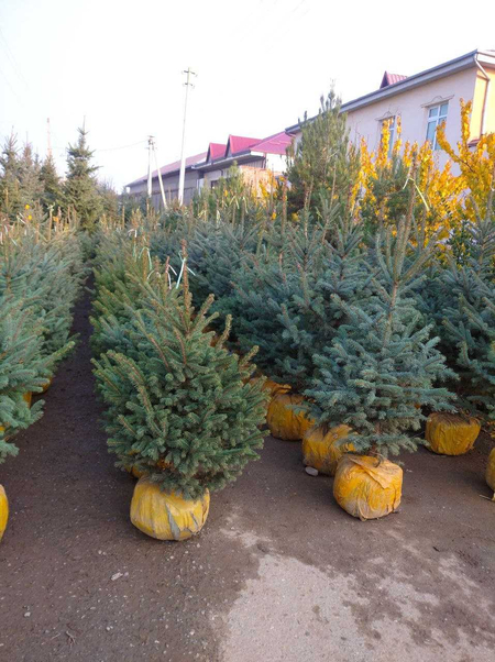 Mevali va Manzarali ko'chatlar