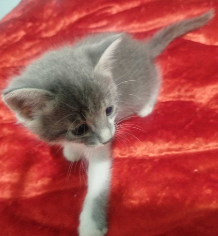 Котята, ласковые, игривые, неприхотливые