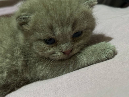 Скотиш фолд и страйт девочки