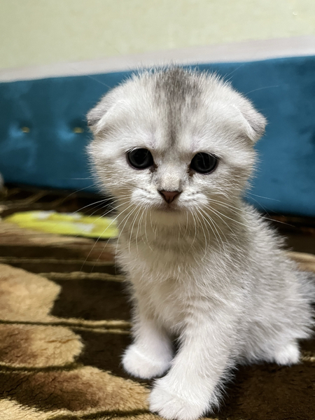 Шотладксие котята
