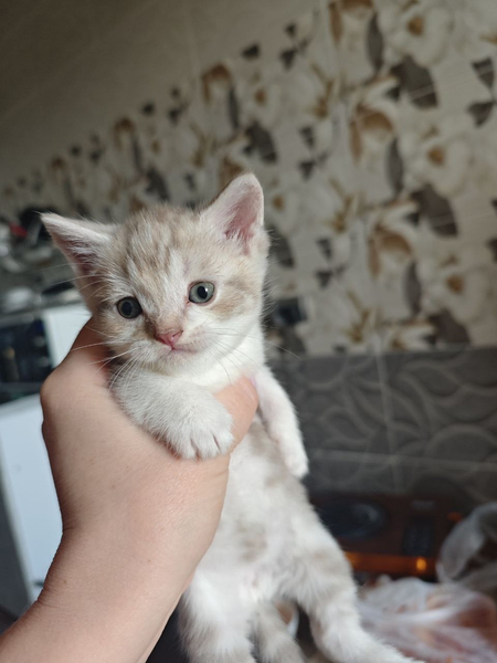 Продается котенок серебристый шиншиллы