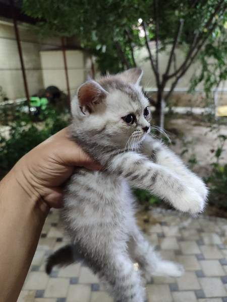 Срочно продаётся Котёнок 2 месяц.