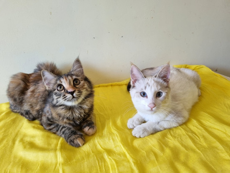 Отдам котят в добрые руки