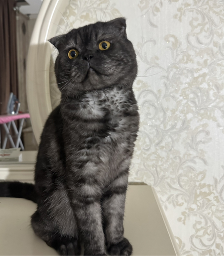 Вязкка шикарный кот