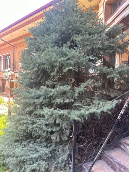 Голубой ель 28 йил болди